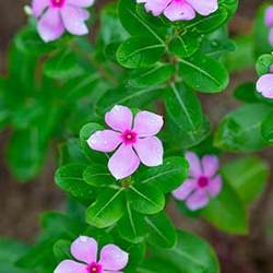 Hanging Baskets In Full Sun - Garden Made Simple