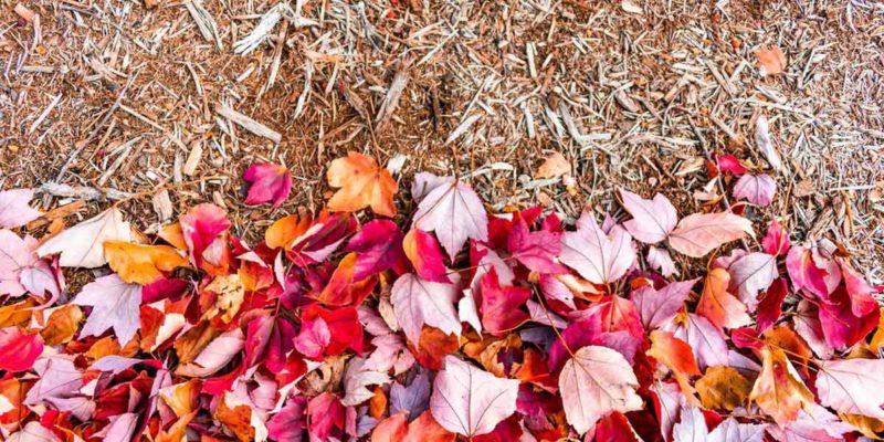 Ultimate Guide To Mulching Your Garden - Garden Made Simple