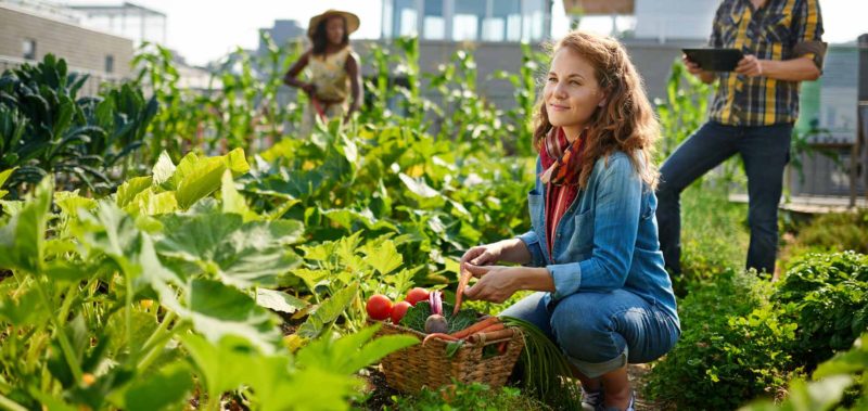 All You Need To Know About Cool Season Vegetables. - Garden Made Simple