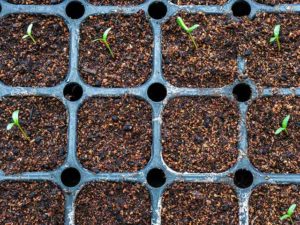 What Is Vermicast? [And How To Use It] - Garden Made Simple
