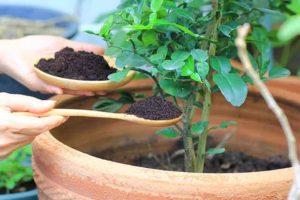 What Is Vermicast? [And How To Use It] - Garden Made Simple