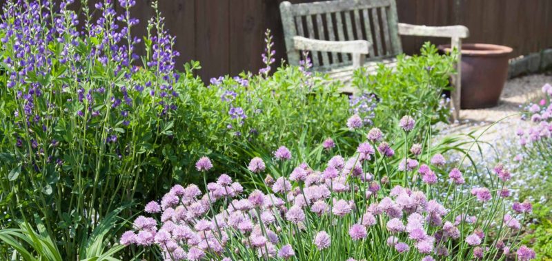 9 Sun Loving Herbs For The Southern Gardener - Garden Made Simple