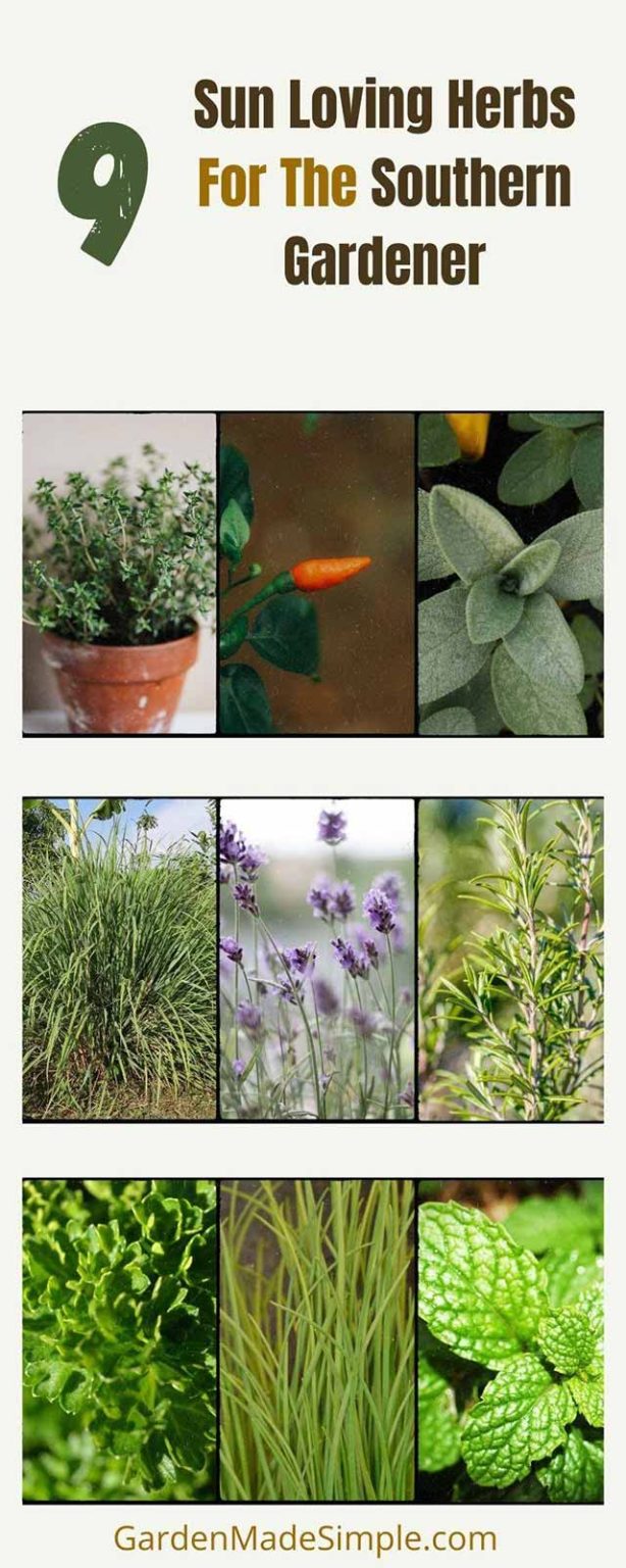 9 Sun Loving Herbs For The Southern Gardener - Garden Made Simple