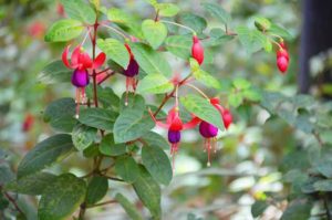 Caring for a Fuchsia in a Pot - Garden Made Simple