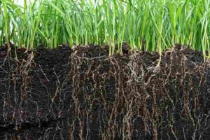 10 Benefits of Using Organic Fertilizer - Garden Made Simple