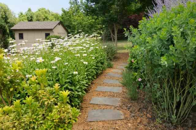 Shasta Daisy, Crazy Daisy: Planting and Care - Garden Made Simple